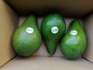 [Pre-Order] Supersize Sabah Avocado 400-550g/pc x 3 pcs per Box (Sold ...