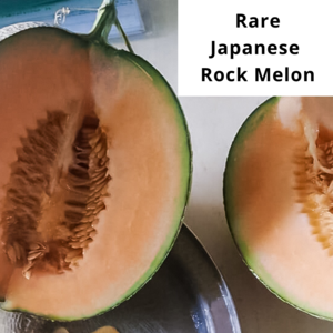 *PROMO LARGE PACK* Fuji Melon ( Rare Japanese Rock Melon) 1.8kg+/- per ...