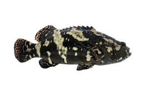 Fresh Dragon Grouper 龙虎班 (Sold Per Kg) — HORECA Suppliers | Supplybunny