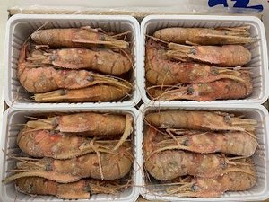 Frozen Botan Ebi Shrimp 22 PC (1kg) Senri Seafood 冷凍牡丹虾 Udang Botan ...