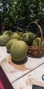 *PROMO LARGE PACK* Fuji Melon ( Rare Japanese Rock Melon) 1.8kg+/- per ...