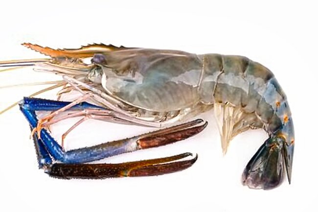 Fresh Water Prawn From India 生虾 U7 (sold per kg) — HORECA Suppliers ...