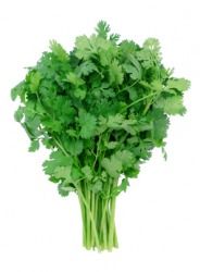 Chinese Parsley/Coriander (sold by kg) — HORECA Suppliers | Supplybunny