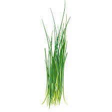 Chives 50g/pack (sold by pack) — HORECA Suppliers | Supplybunny