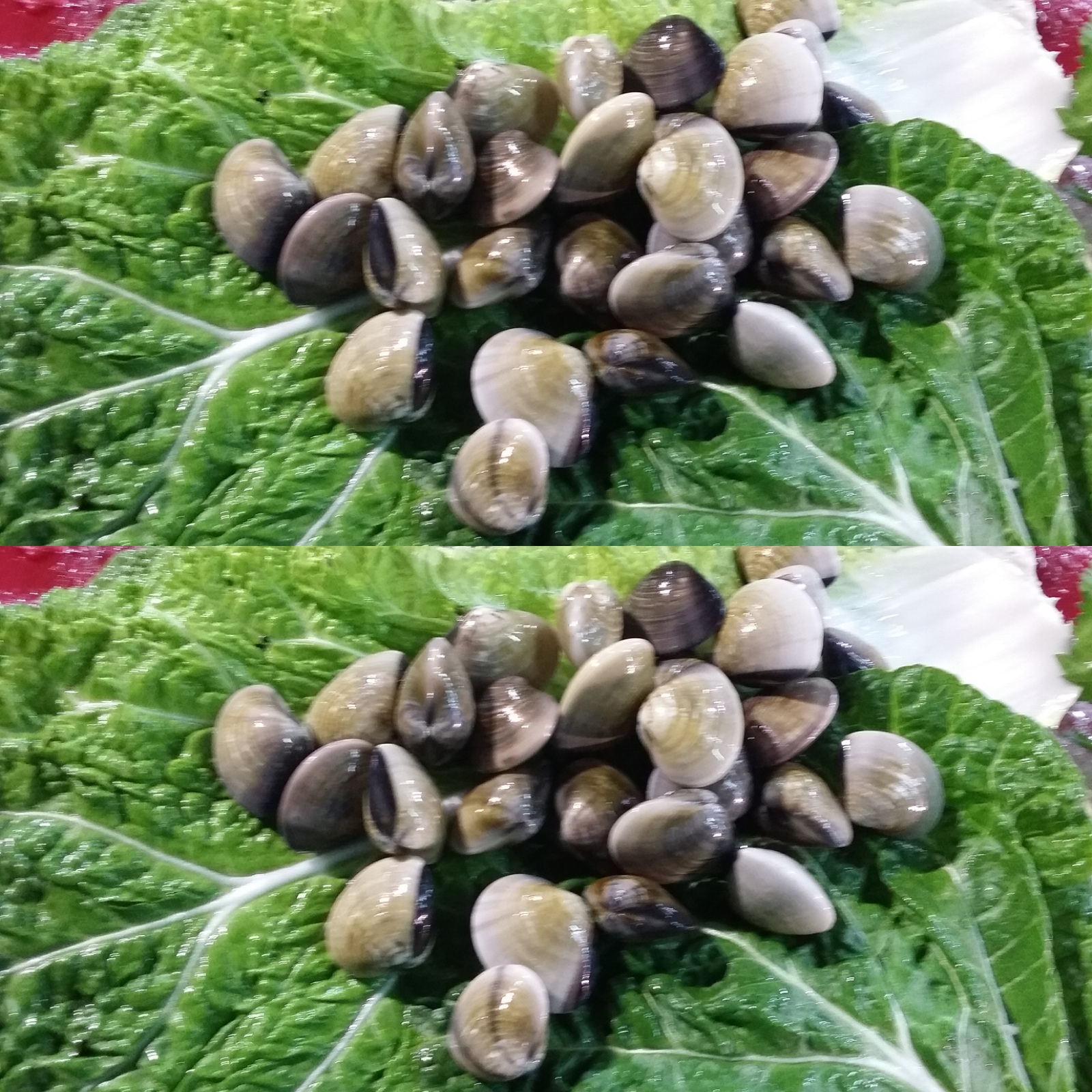 Fresh Clam, Kepah Segar, 89-100 pieces per kg (sold per kg) — HORECA ...
