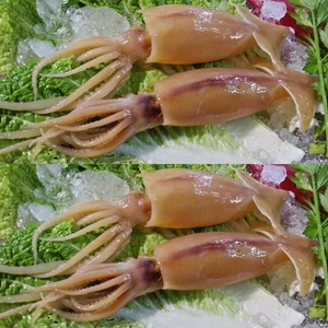 Sotong Rendam, 300g - 500g per piece (sold per kg) — HORECA Suppliers ...