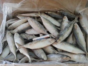 Frozen Ikan Kembong 100g-125g/pc 10kg/ctn (Sold per Carton) — HORECA ...