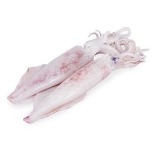 Frozen Sotong 10-20 pcs per 1.4kg/block x 6 blocks per Carton (Sold per ...