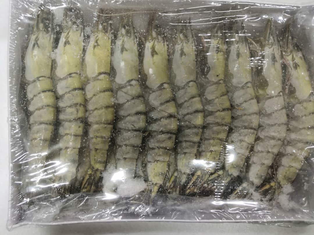 Frozen Tiger Prawn 16 20 Hoso 700g Pack Sold Per Pack — Horeca