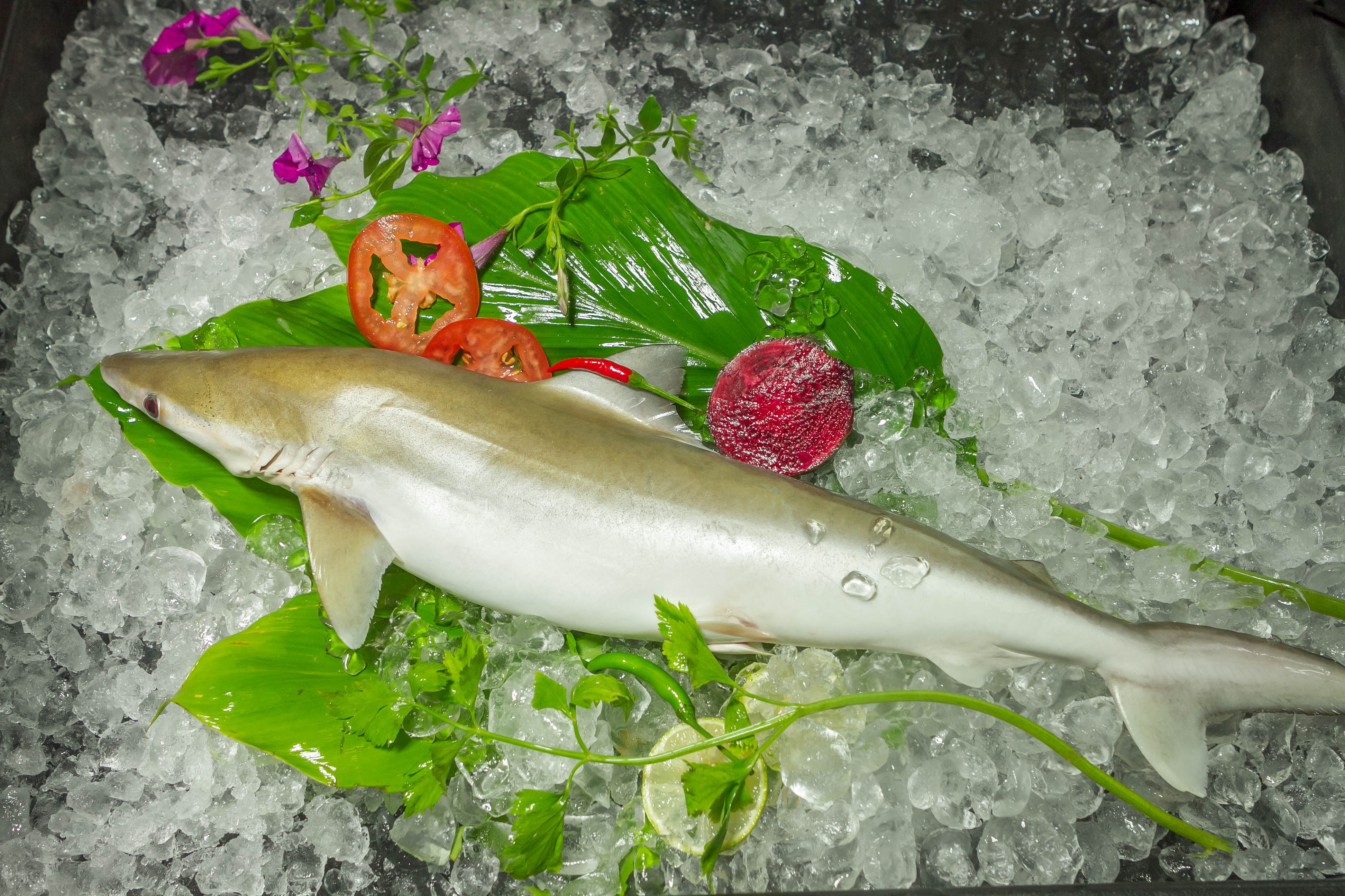 Fresh Shark (Yu) 1.5kg to 2.5kg per fish (Sold per Kg) — HORECA ...