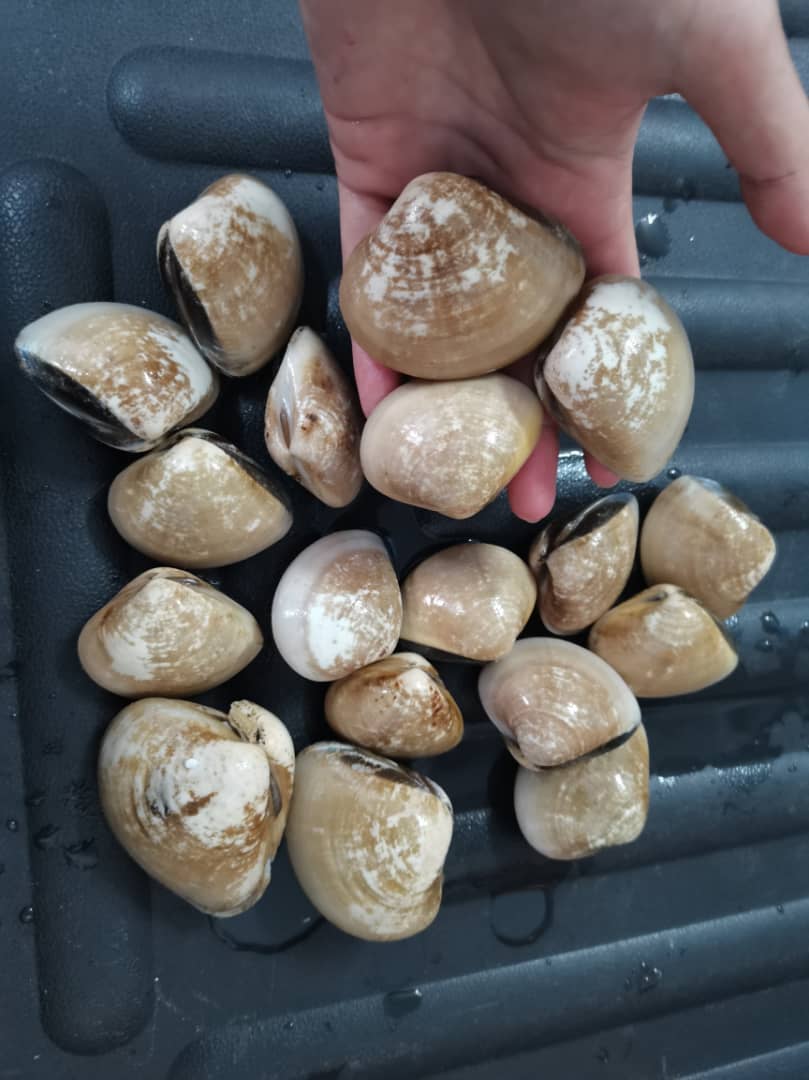 Frozen Kepah Clam (XXXL) 1kg/pack (Sold per Pack) — HORECA Suppliers ...
