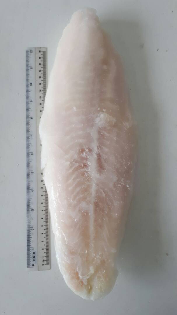 Frozen Perch Fillet (Trimmed) (180g+/- per piece) 6kg/carton (Sold per ...