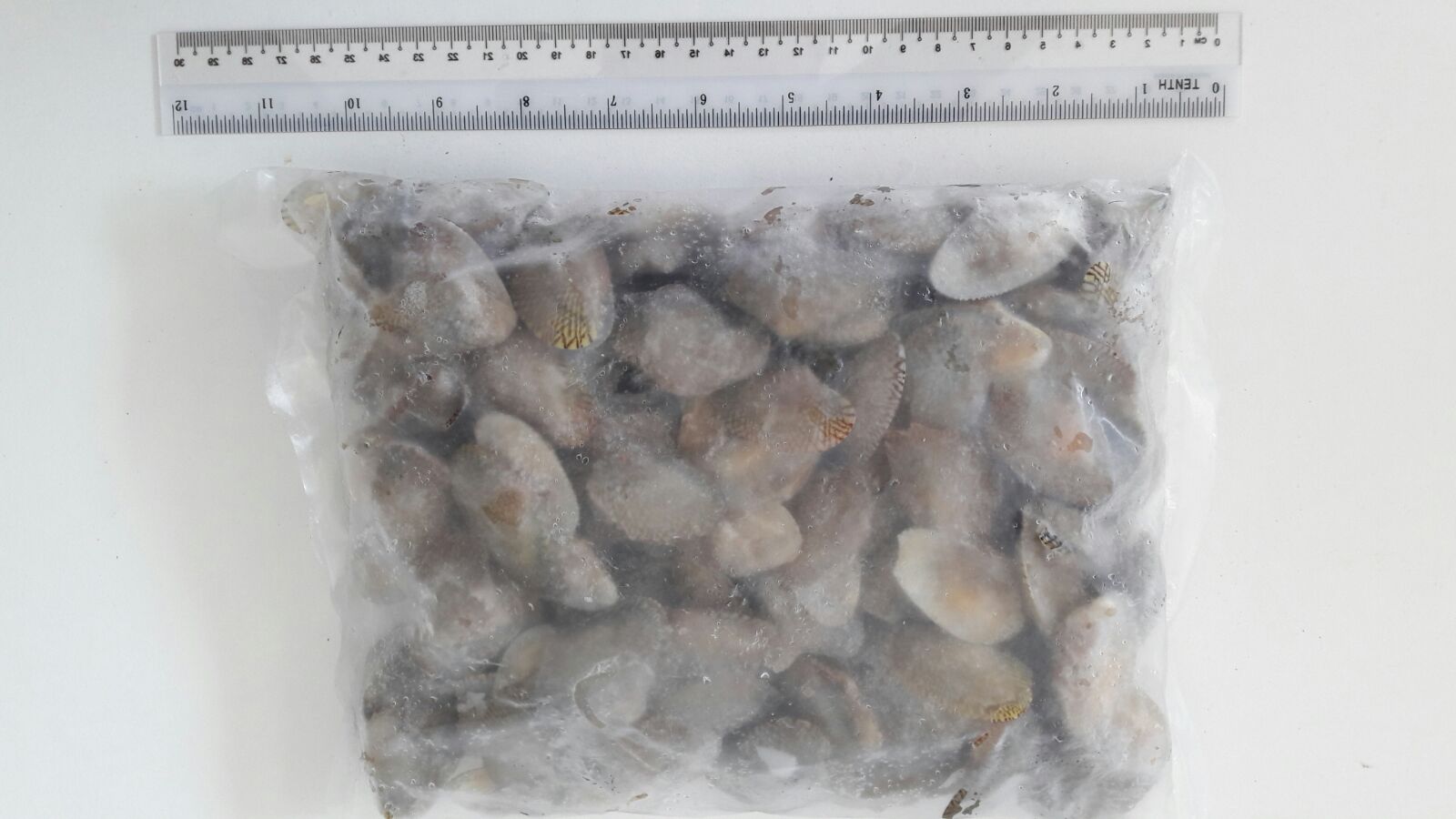 Frozen Whole Shell Lala 1kg/pack (Sold per Pack) — HORECA Suppliers ...