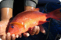 Live Red Snapper Fish (sold per kg) (packed in 0.7kg-1.5kg) — HORECA ...