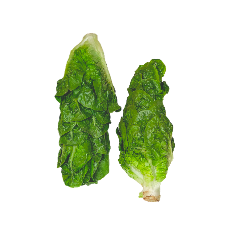 Organic Mini Cos Lettuce (Sold per Kg) — HORECA Suppliers | Supplybunny