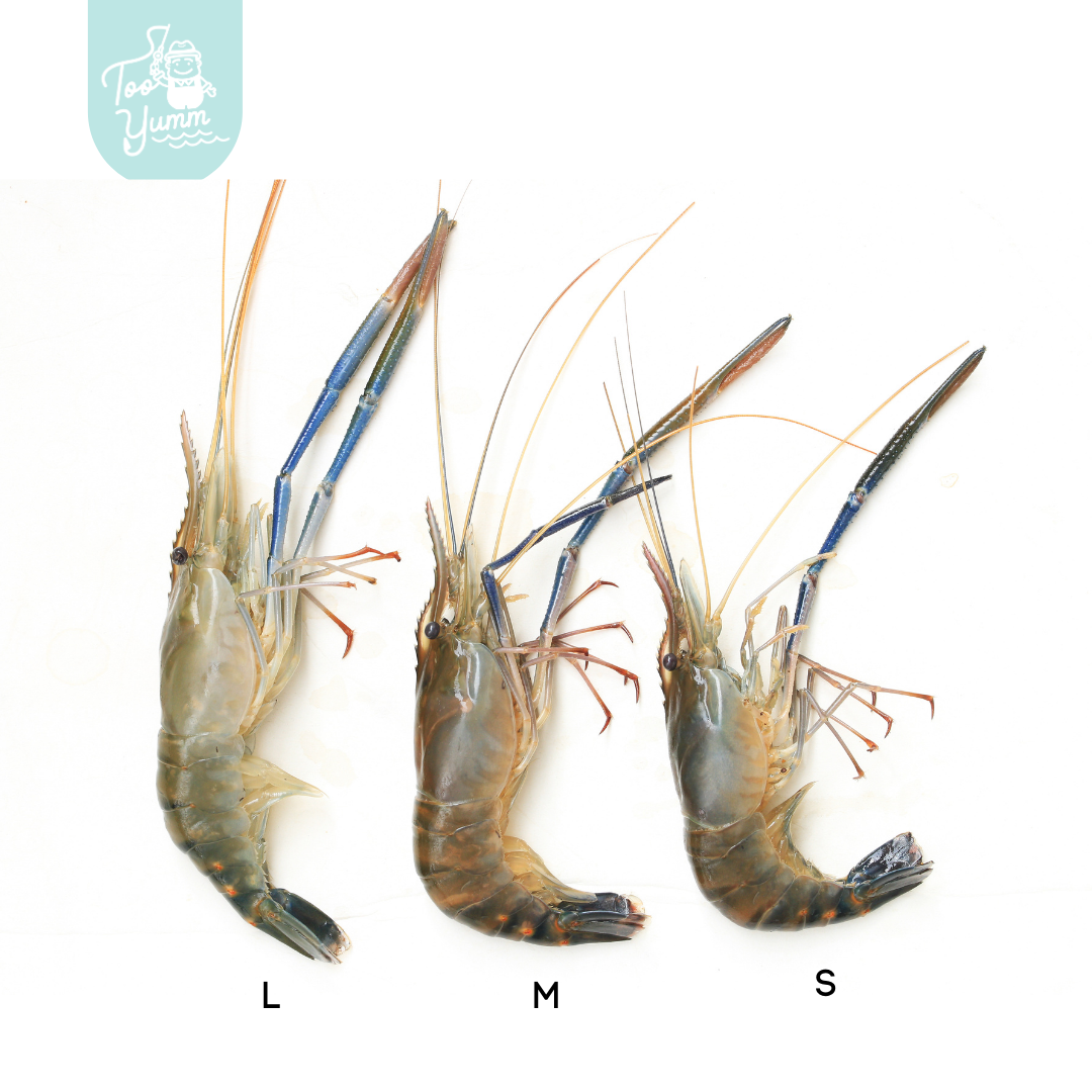 Freshwater Prawn Medium 生虾 1kg per pack (Sold Per Pack) — HORECA ...