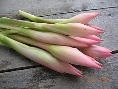 Bunga Kantan 3pieces/bundle (Sold per Bundle) — HORECA Suppliers ...