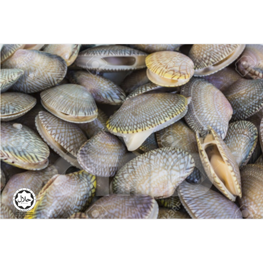 Frozen Flower Clams (Lala) (1KG/pack) (Sold per Pack) — HORECA ...