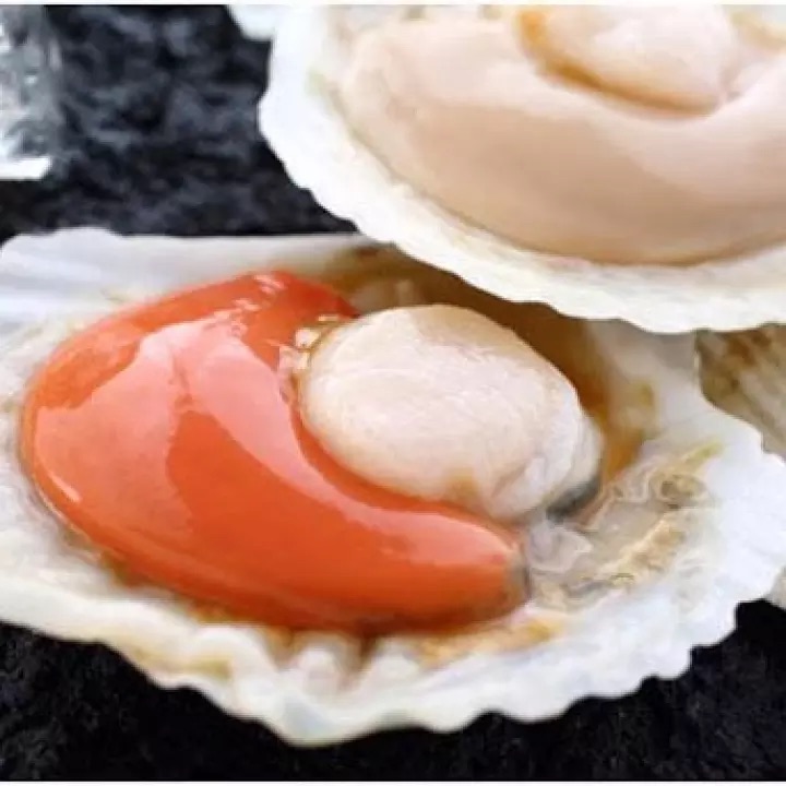 Half Shell Scallop with Roe (XL) 1kg/pack (sold per pack) — HORECA ...