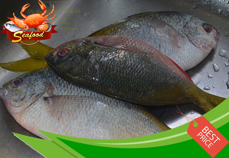 Ikan Tauhu / Tofu Fish 1kg+/- per Pack (Sold per Pack) — HORECA ...