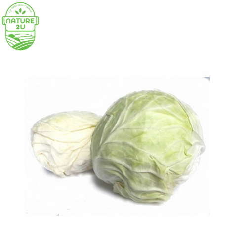 Cabbage Round (1.1KG+-/PKT) — HORECA Suppliers | Supplybunny