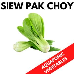 Siew Pak Choy | Sawi 200gm Aquaponic Fresh Vegetables — HORECA ...