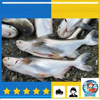 Pahang River Farmed Patin Hitam 900-1kg per Pack (Sold per Pack ...