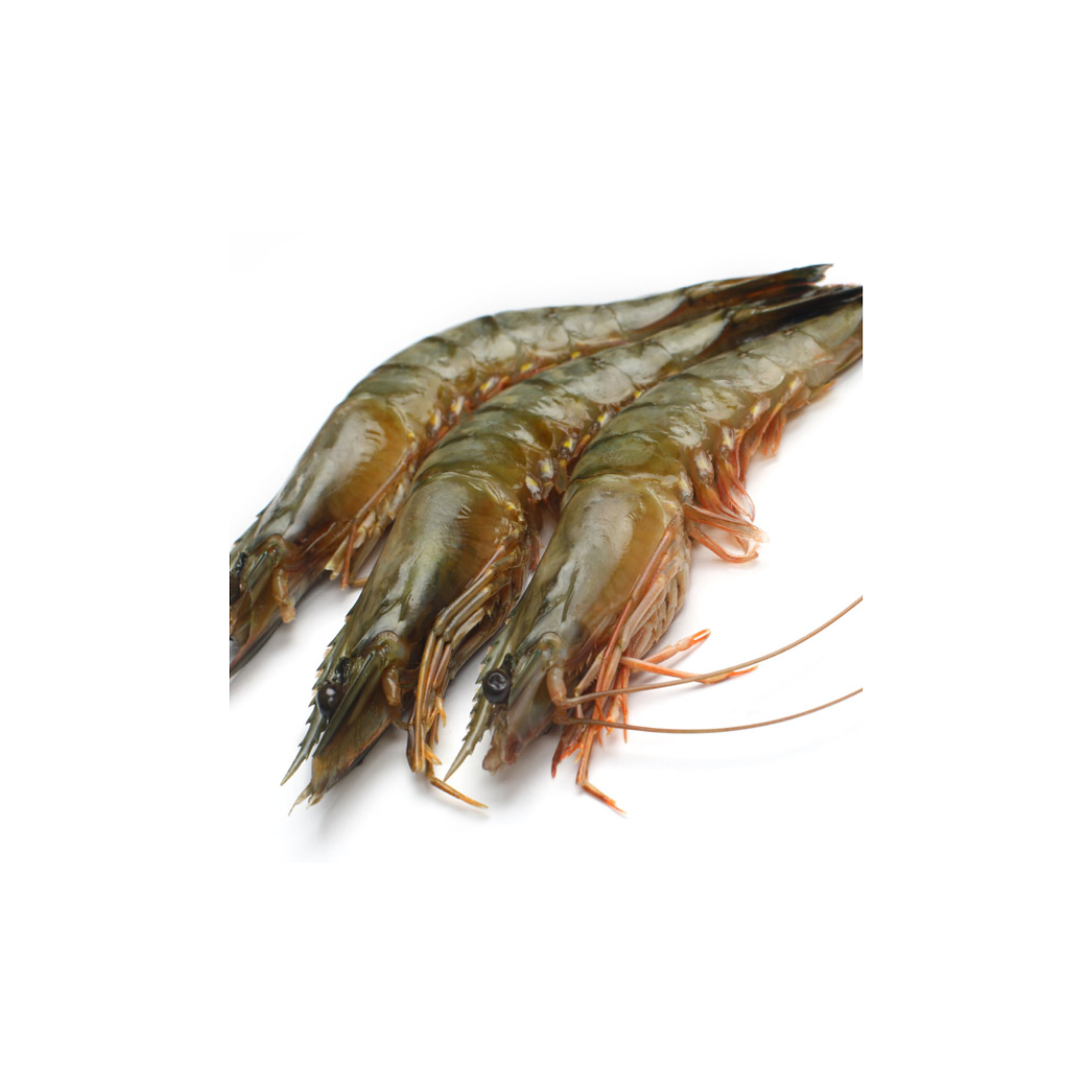 Prawn Tiger Blue 20 30 Fresh 18kg Sold Per Kg — Horeca Suppliers