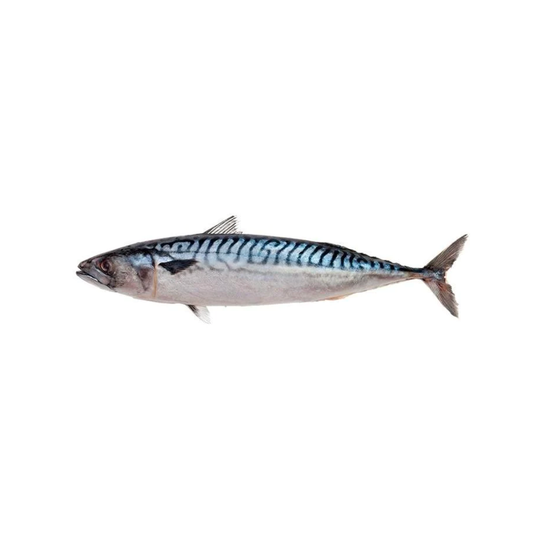 FISH BLUE MACKEREL SABA 200-300 Nz 15kg (Sold per Carton) — HORECA ...