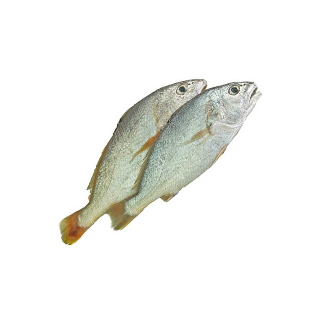 FISH GELAMA / IKAN GELAMA (Sold per Kg) — HORECA Suppliers | Supplybunny