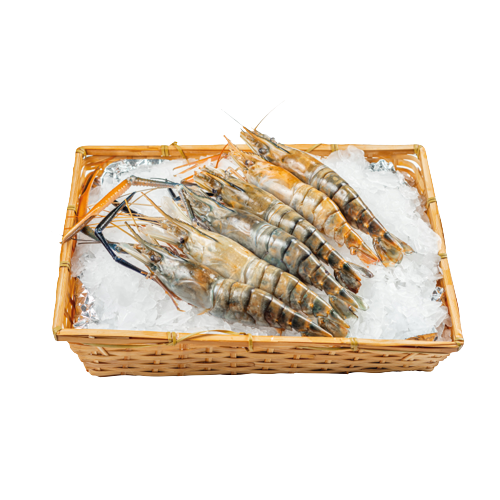 Fresh Water Prawn Iqf U10 Sold Per Kg — Horeca Suppliers Supplybunny