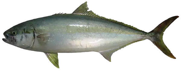 Whole Yellowtail Kingfish (Sashimi Grade) 4-5kg (sold per kg) — HORECA ...
