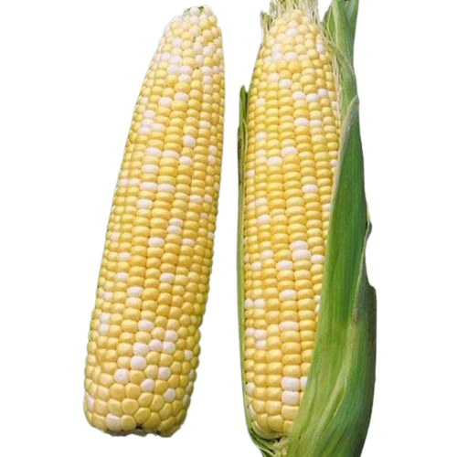 Corn Sweet Pearl (sold per piece) — HORECA Suppliers | Supplybunny