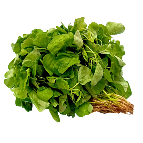 Amaranth Baby / Bayam Muda (sold per kg) — HORECA Suppliers | Supplybunny
