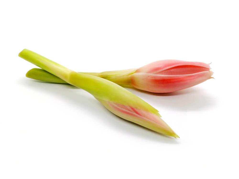 Flower Ginger / Bunga Kantan (sold per kg) — HORECA Suppliers | Supplybunny