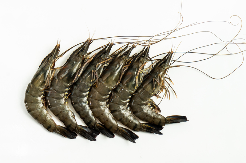 Fresh Tiger Prawn Sold Per Kg — Horeca Suppliers Supplybunny