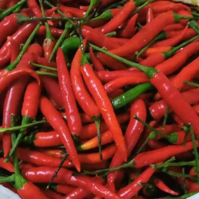 Cili Api Merah 1kg/carton — HORECA Suppliers | Supplybunny