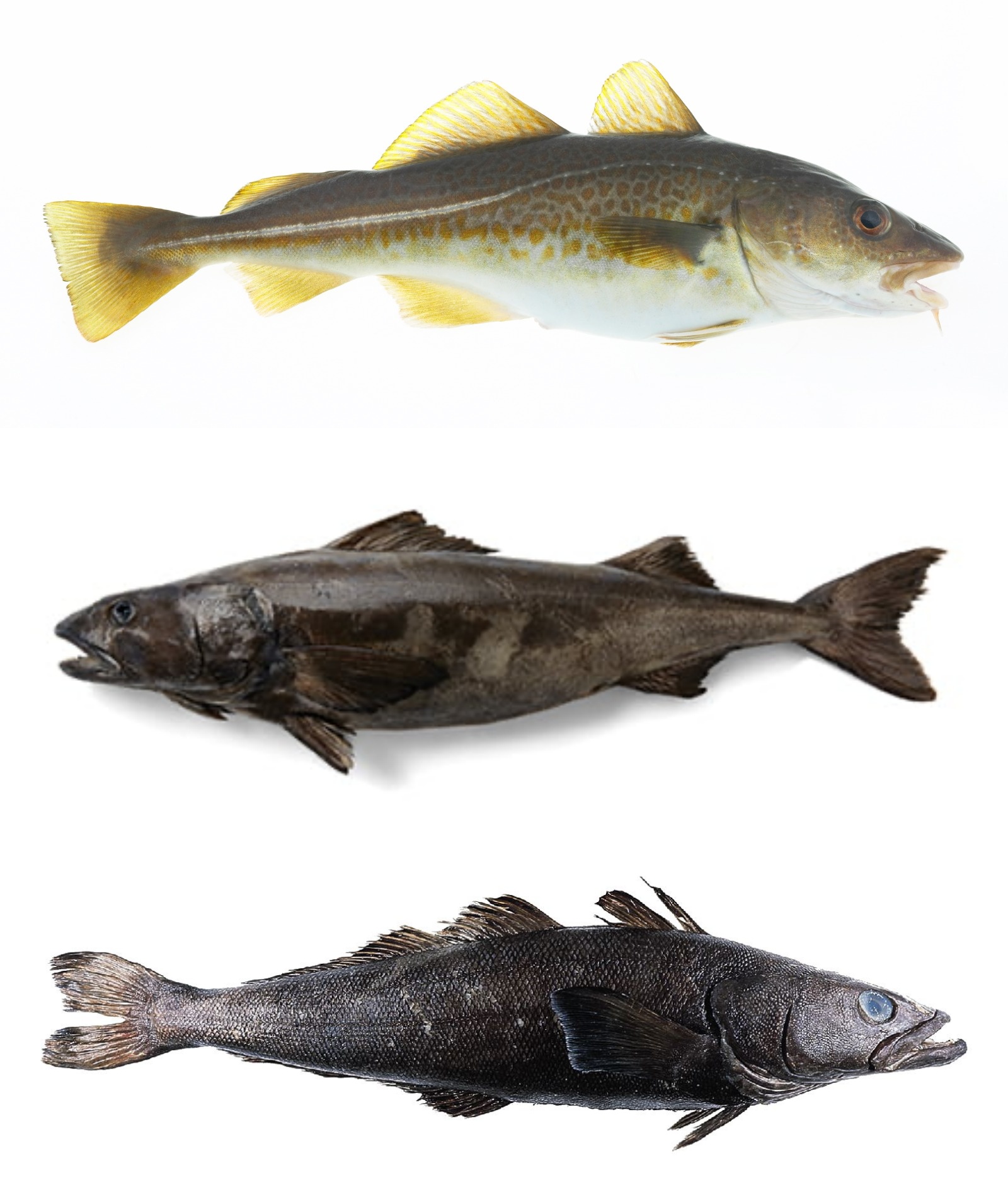 CHILEAN SEABASS/COD FISH 鳕鱼 (Whole) 30kg± (sold per carton) — HORECA ...