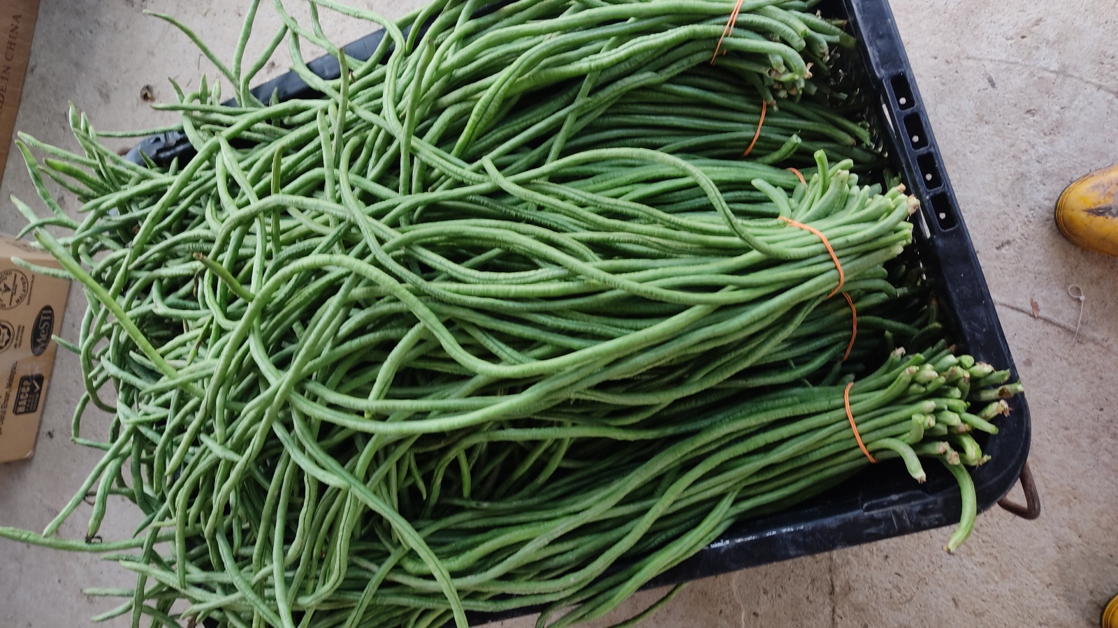 Organic Long Bean 3kg/box (sold per kg) — HORECA Suppliers | Supplybunny